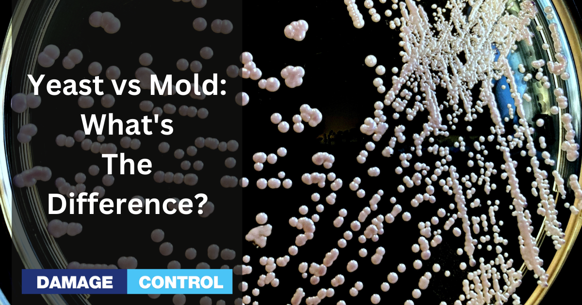 Mold Vs Mildew Whats The Difference Woodard